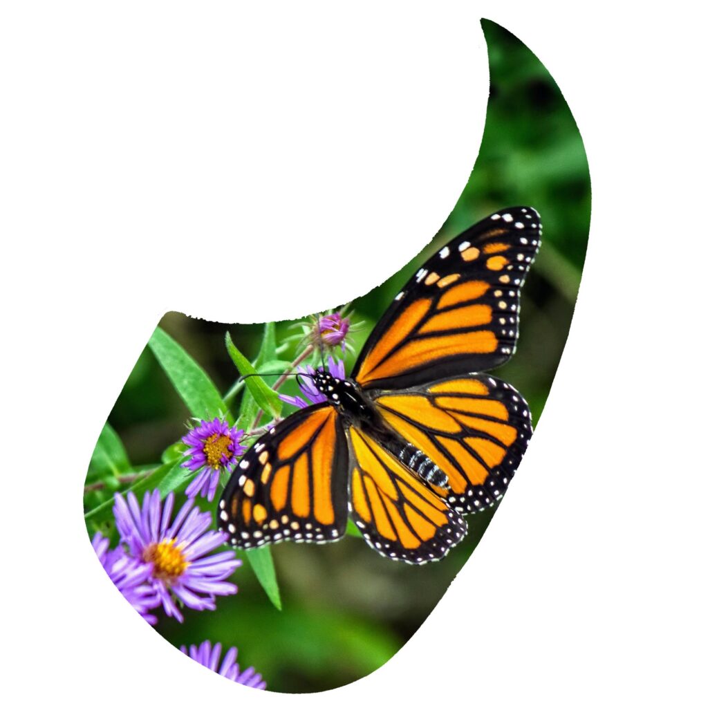 Monarch Butterfly Custom Printed Acoustic Pickguard | USA Made