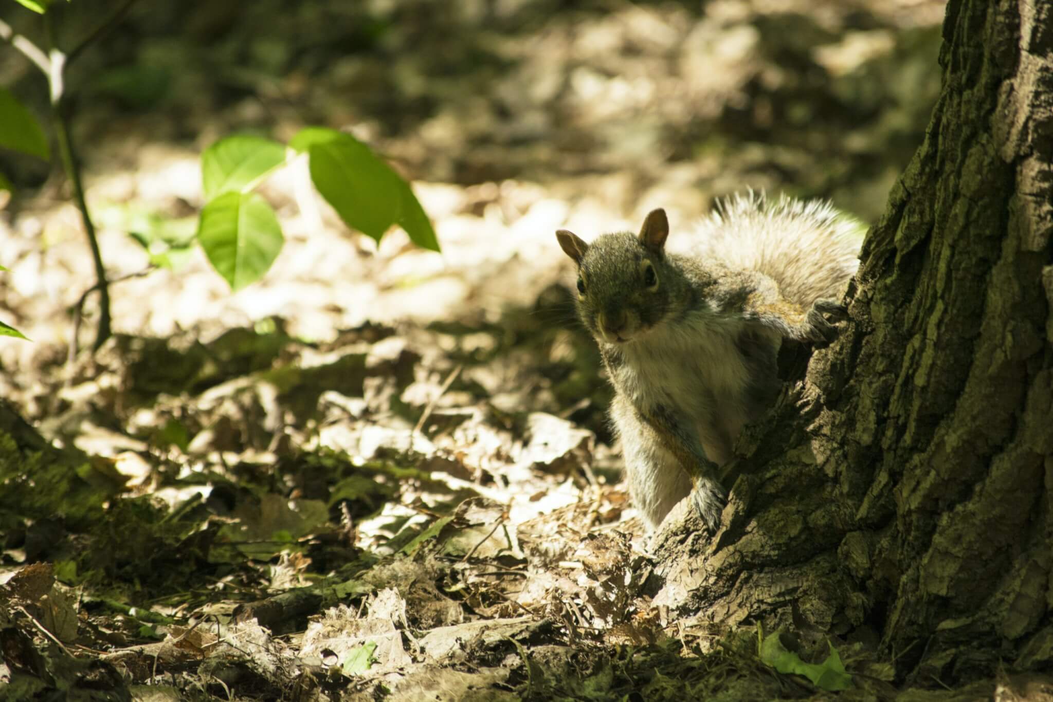 Memento Mori; or, Thoughts on a Dead Squirrel