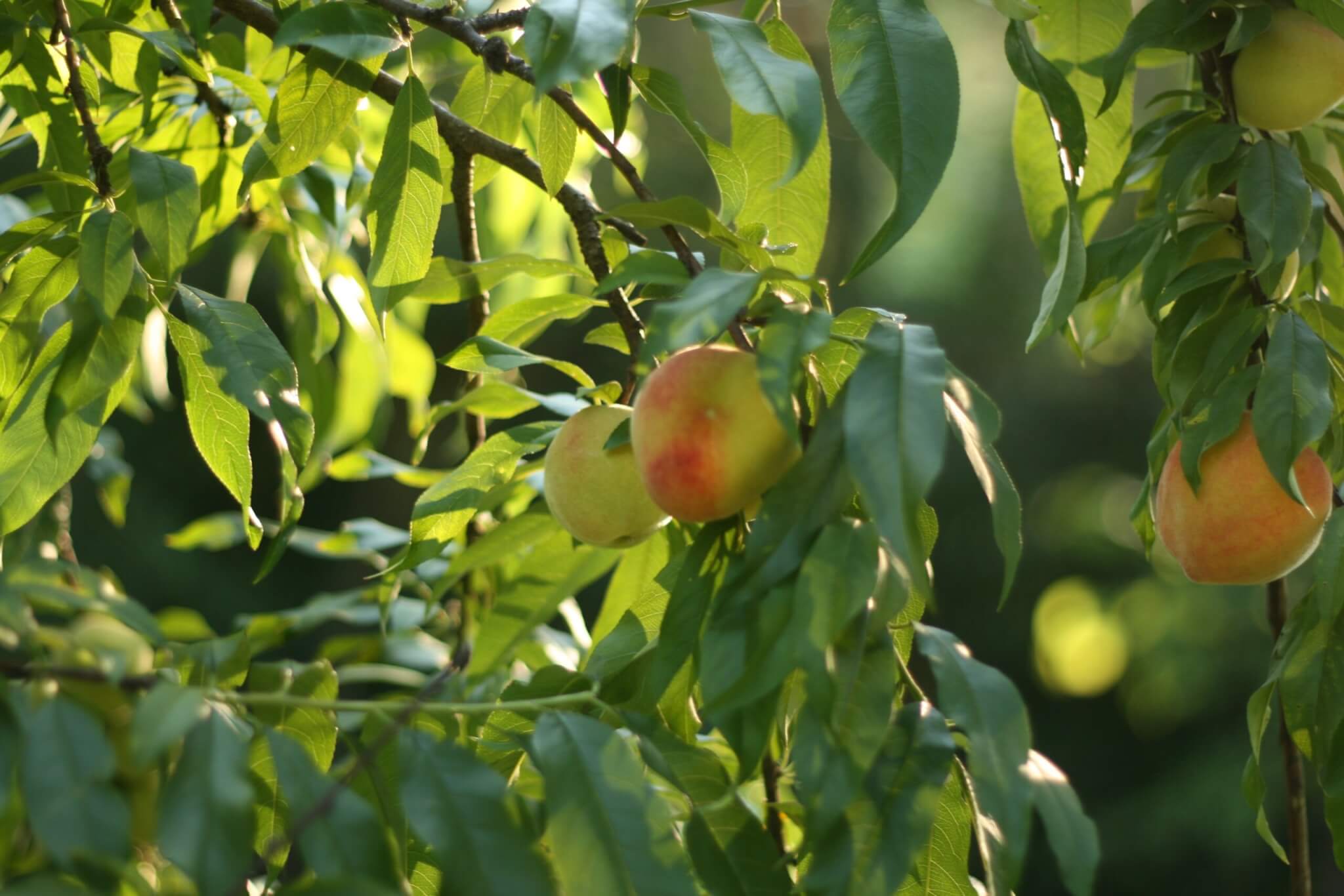 What Fruitfulness Feels Like