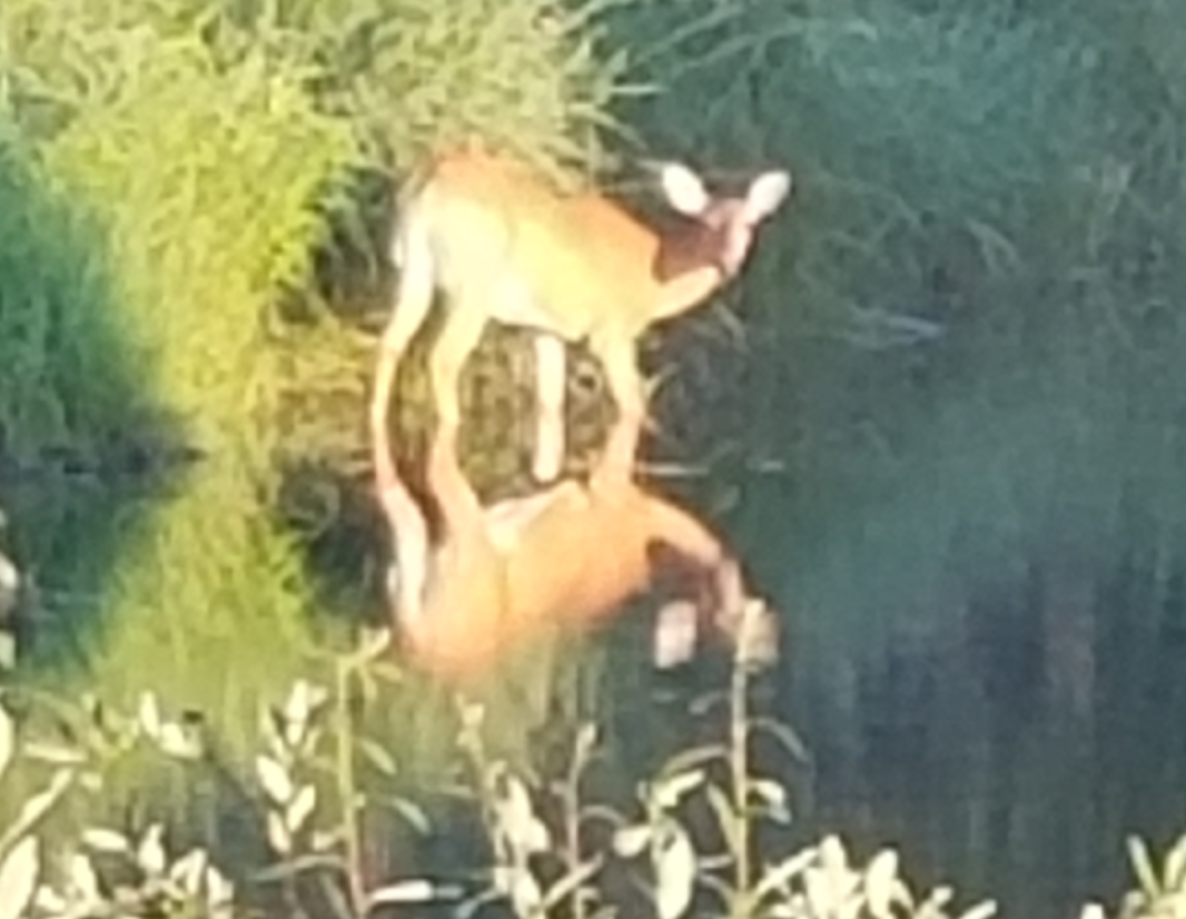 As the Deer – The Gospel Herald