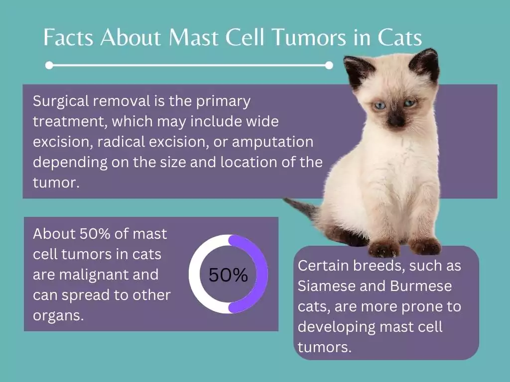 Mast Cell Tumor In Cats - Symptoms, Causes, And Treatment