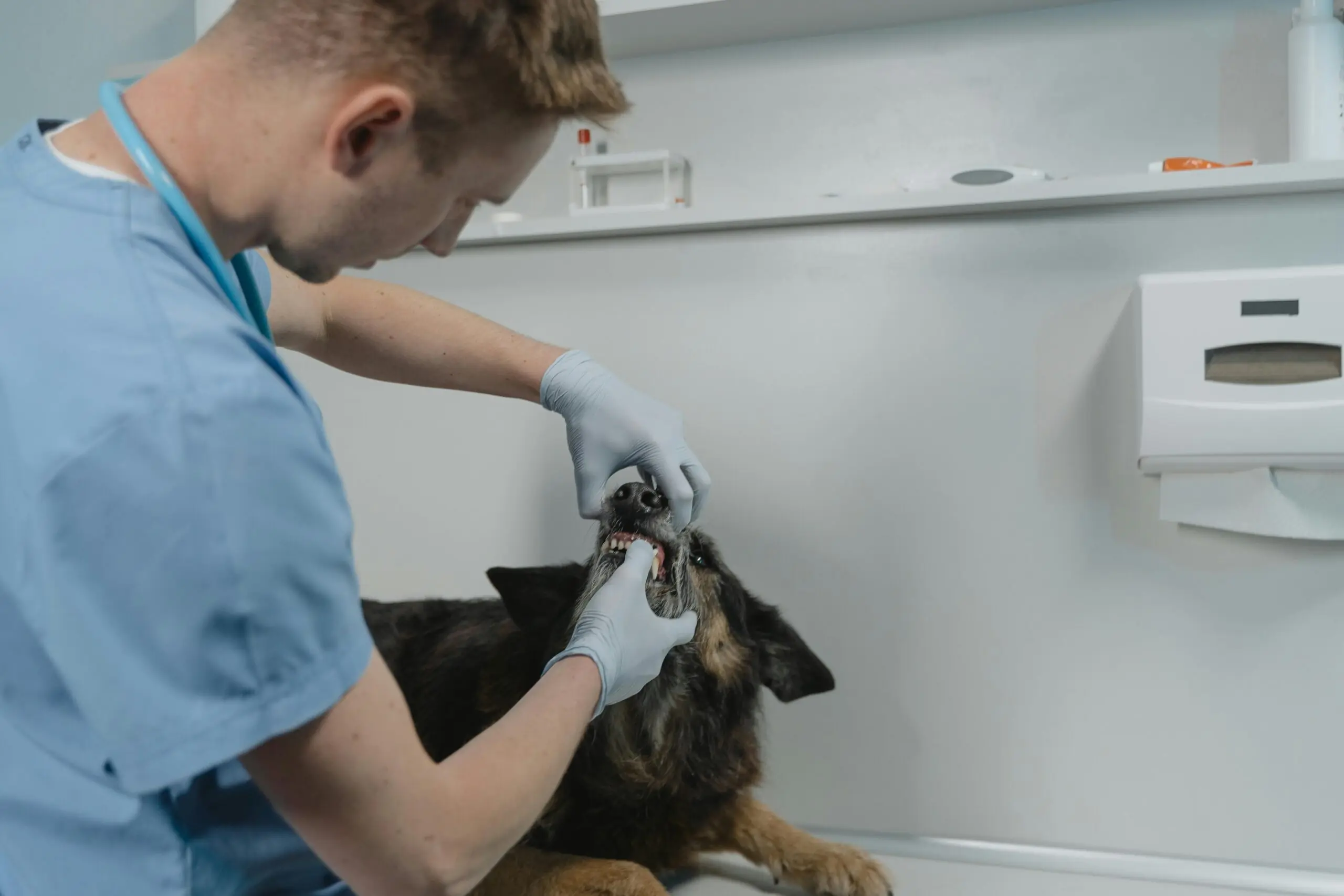 Fractured Teeth In Dogs: Symptoms & Treatment Options