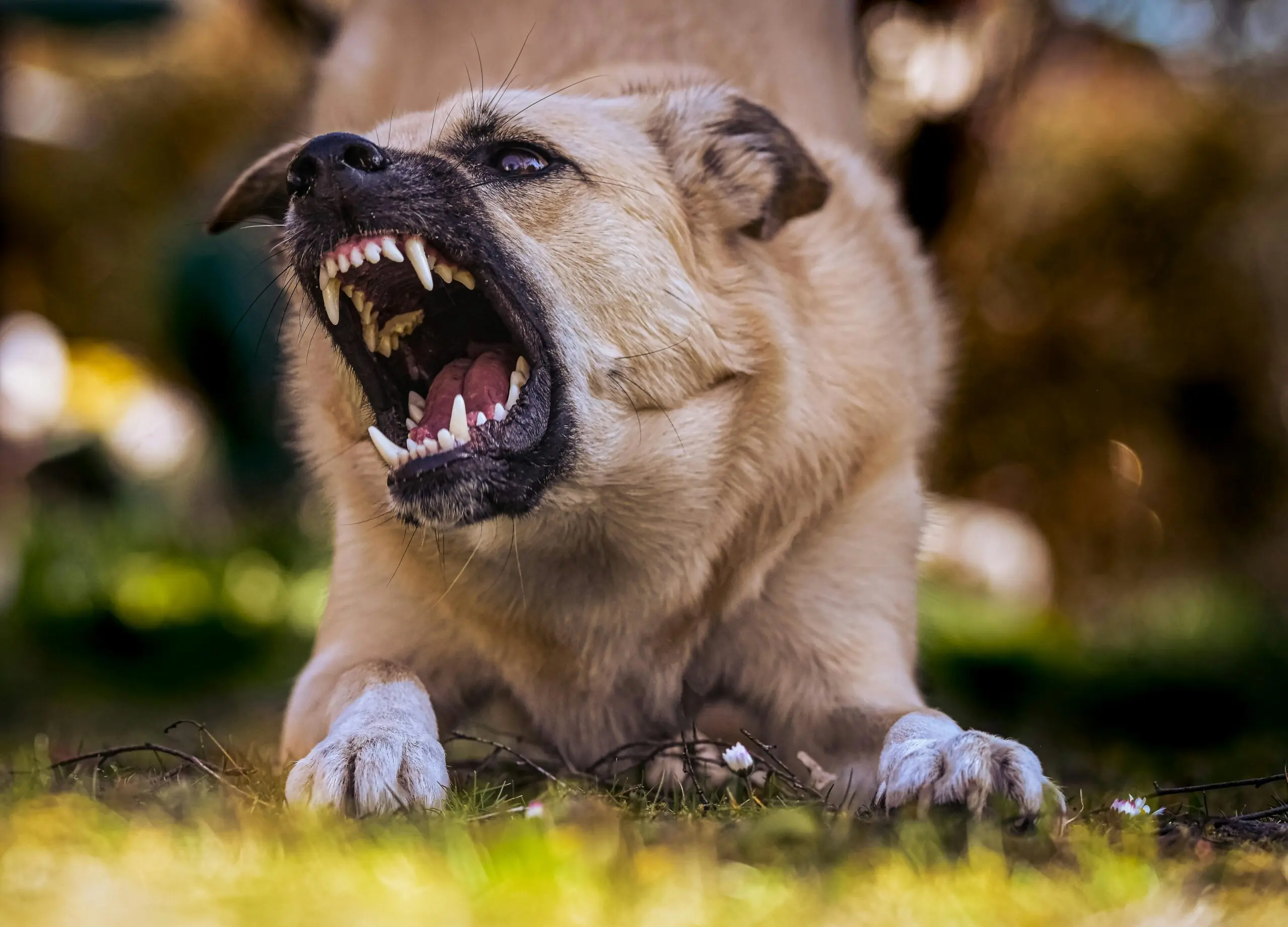 Fractured Teeth In Dogs: Symptoms & Treatment Options