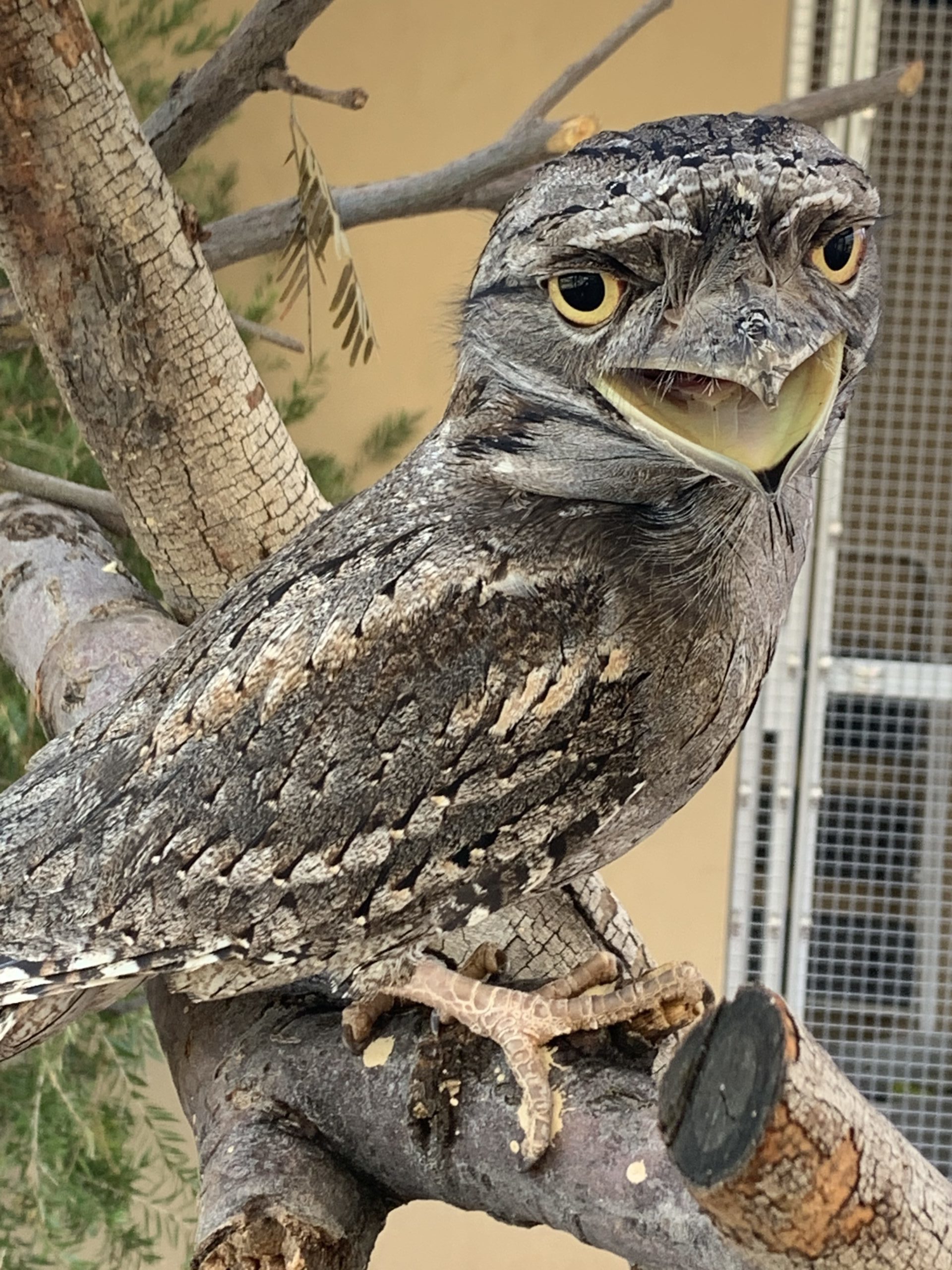 Meet the new Australian animals at The Living Desert - KESQ