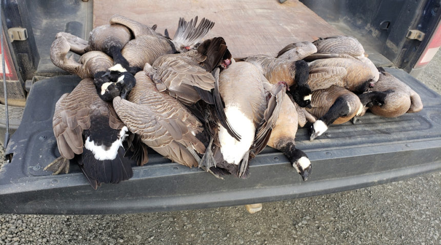 Officials find 17 dead, dying geese at Polk County wildlife refuge - KTVZ