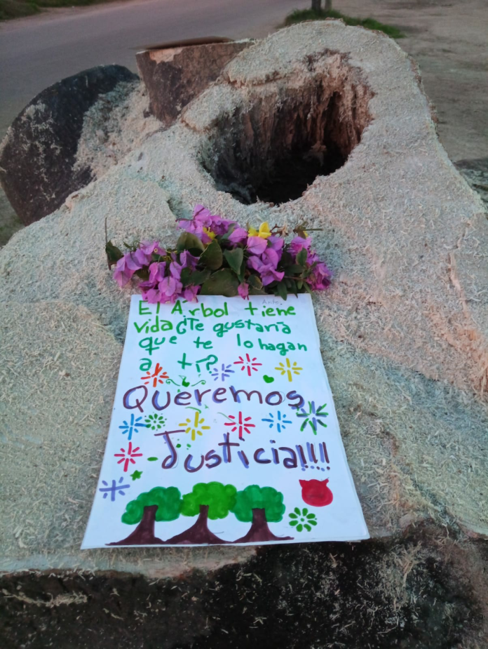 Solymar: Talaron ombú de la vía pública | La Gaceta