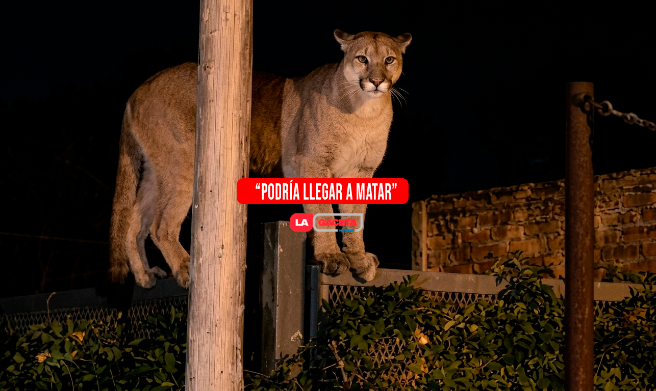 Villa El Tato: Buscan un Puma que se lo vio suelto en una plaza esta ...
