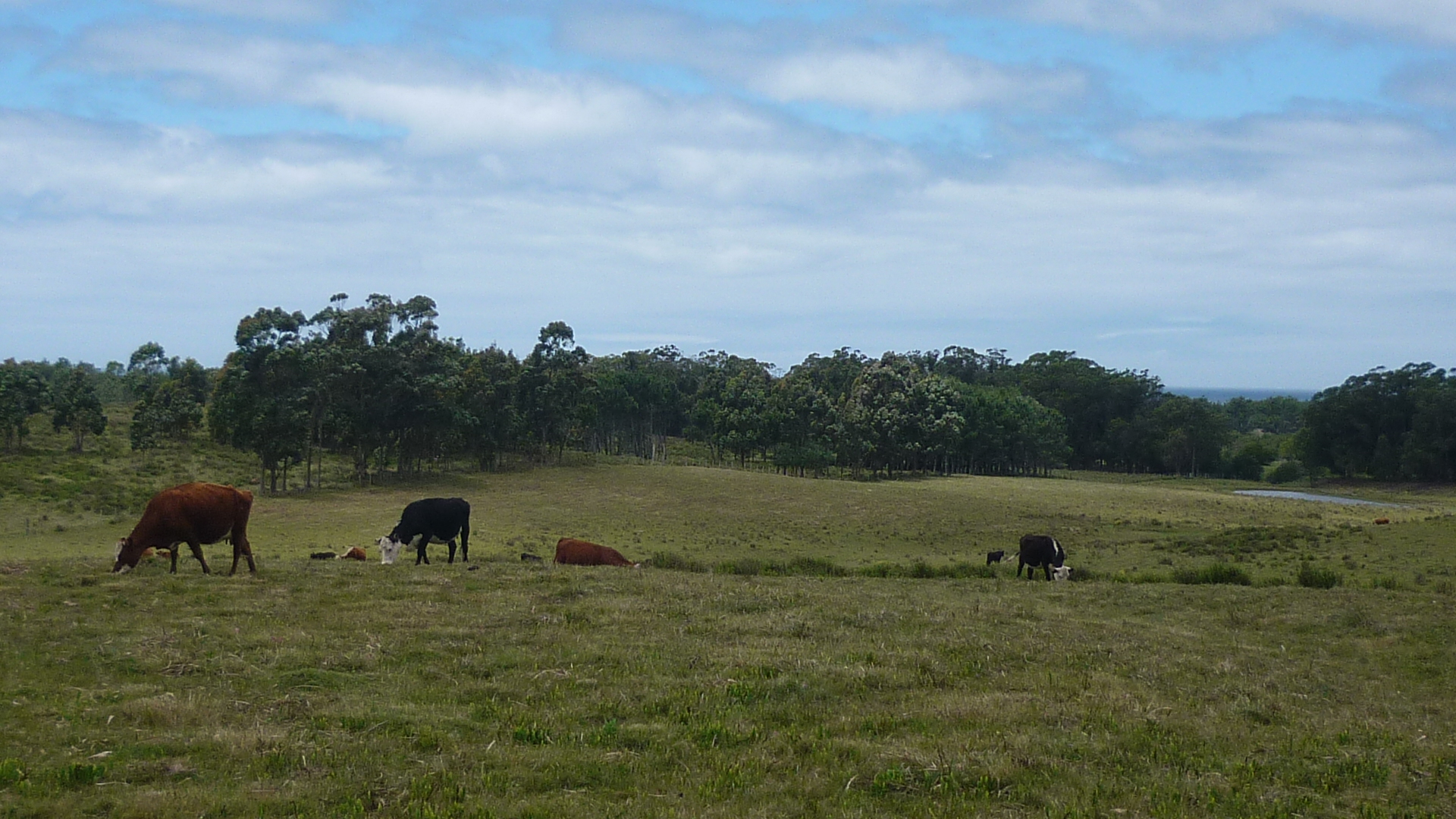 227 Hectares Farm Rocha Atlantic Ocean Views • Terramar Farmlands