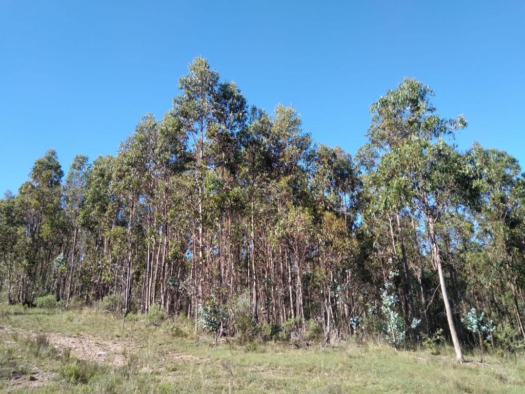Amazing 312 Hectares Farm In Aigua Hills Maldonado