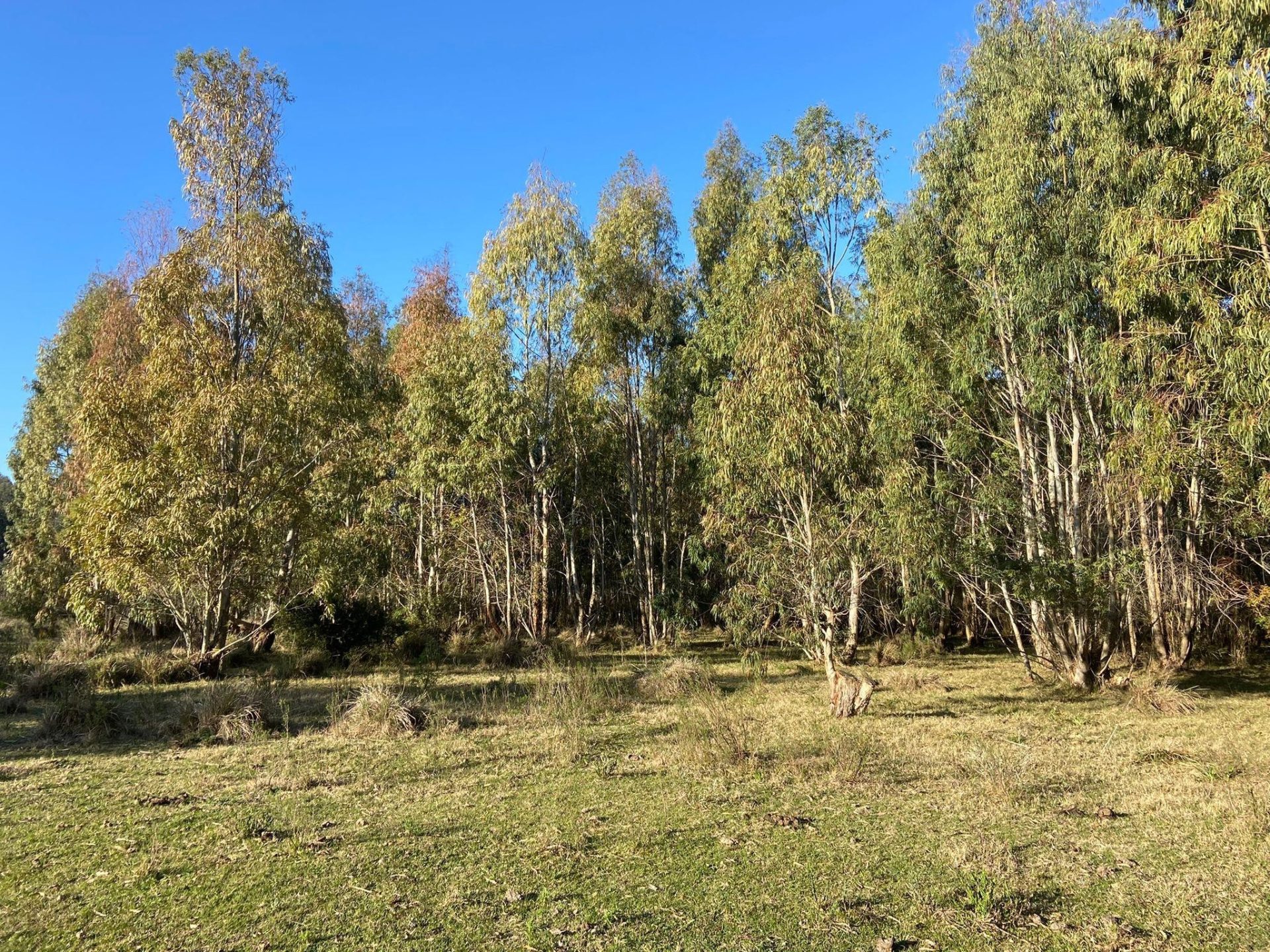 Forested Farmland In Lavalleja 370 Hectares