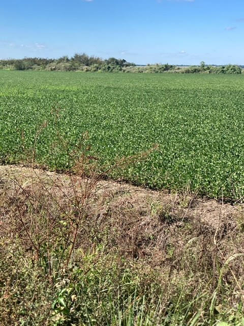 Unique Investment Opportunity In Paraguay: 2508 Hectares Prime Cropping ...