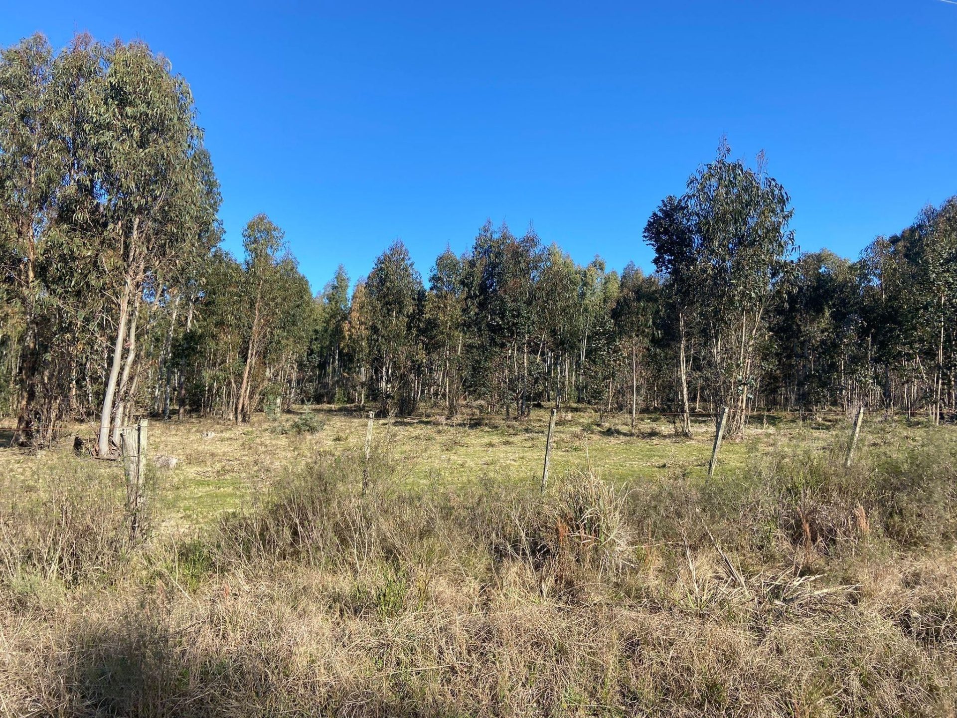 Forested Farmland In Lavalleja 370 Hectares