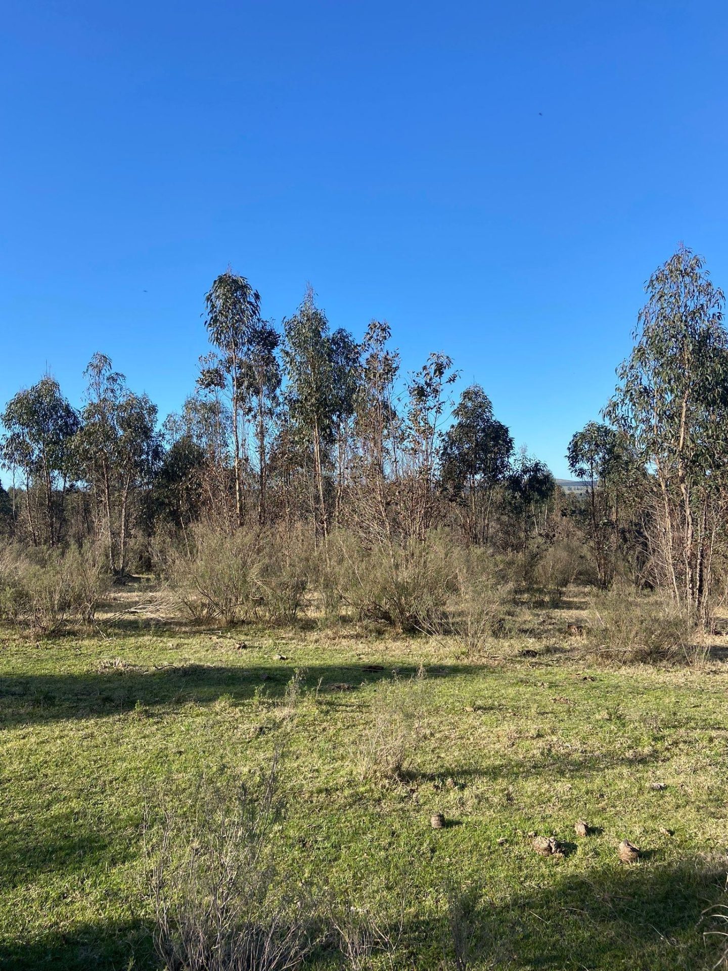 Forested Farmland In Lavalleja 370 Hectares