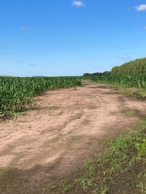 Unique Investment Opportunity In Paraguay: 2508 Hectares Prime Cropping ...