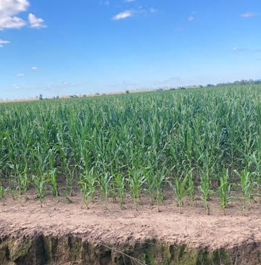 Unique Investment Opportunity In Paraguay: 2508 Hectares Prime Cropping ...