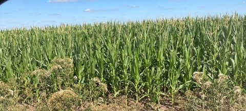 Unique Investment Opportunity In Paraguay: 2508 Hectares Prime Cropping ...