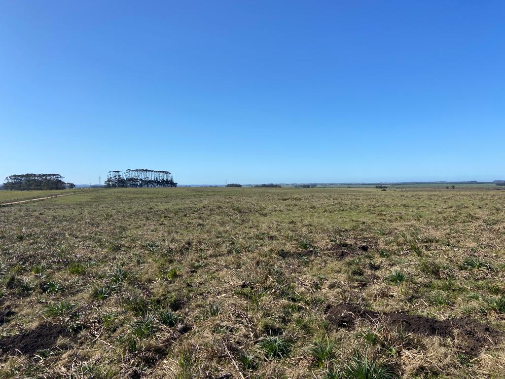 Unique 186 Hectares Farmland In Jose Ignacio