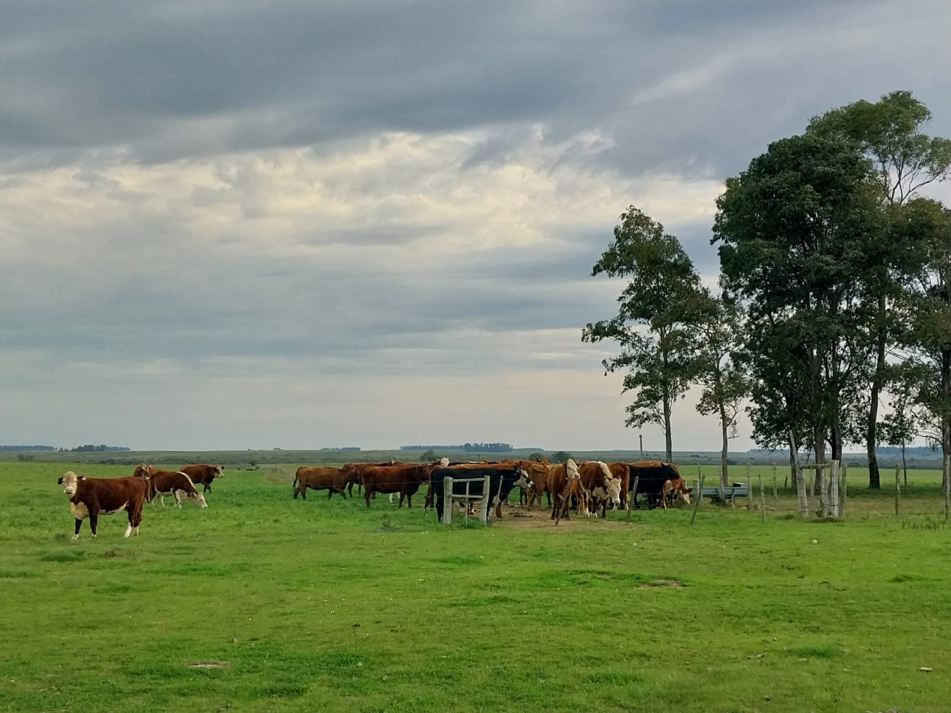 Stunning Riverfront 178 Hectares Farm In Florida Uruguay