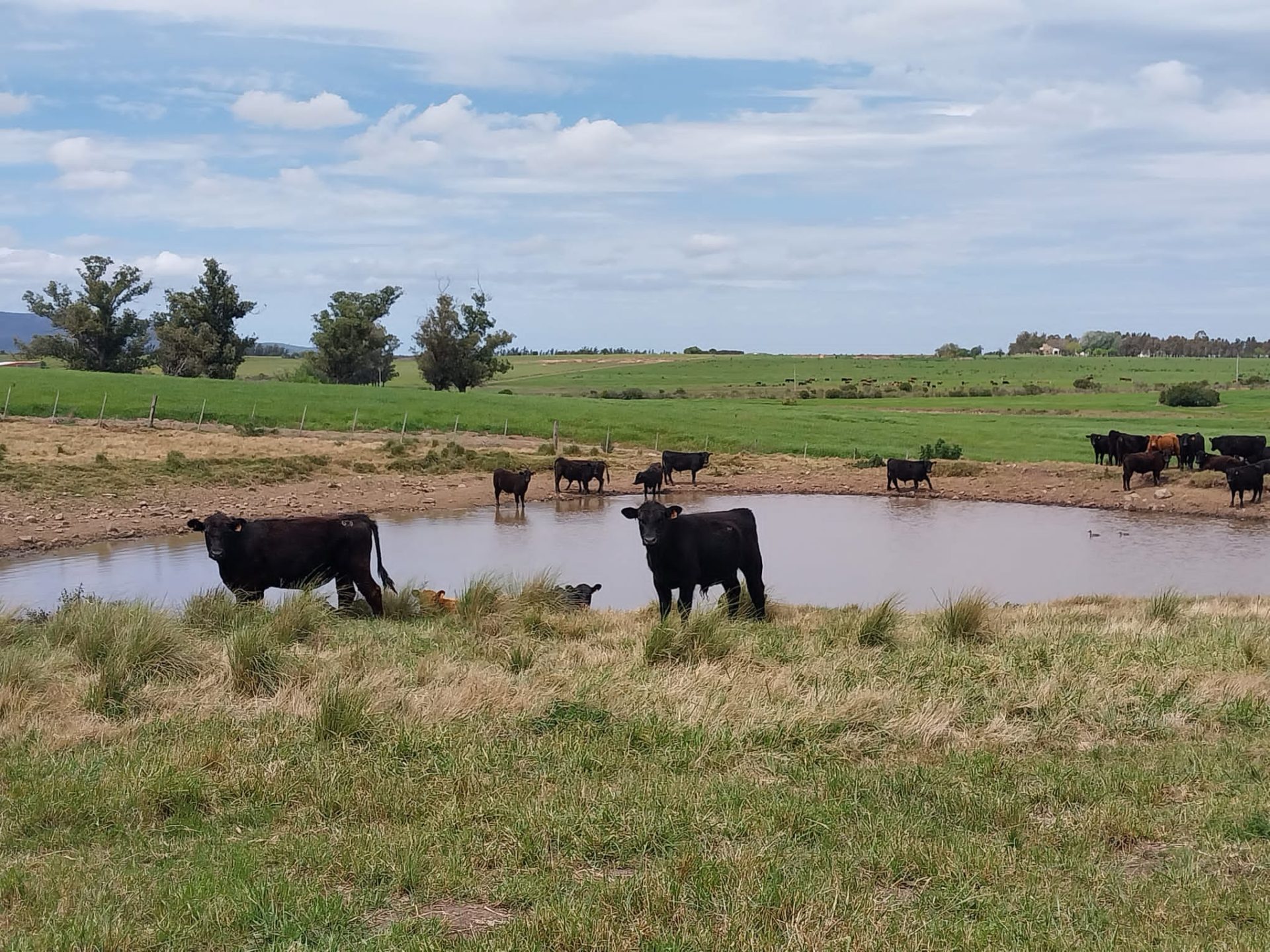 Unique 86 Hectares Farm In Maldonado