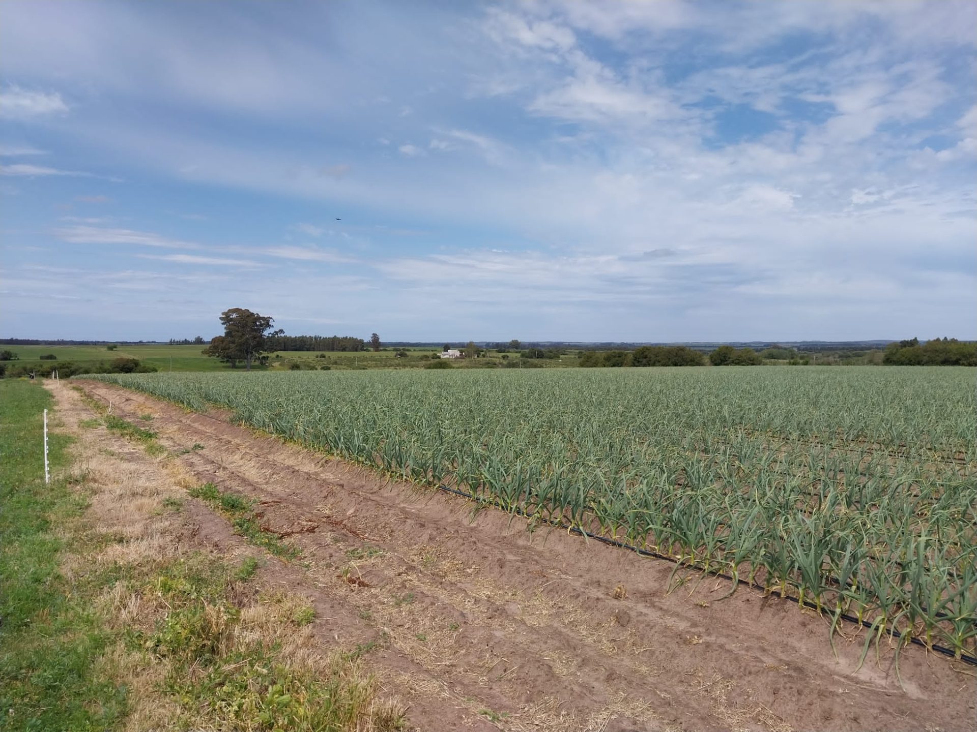 Unique 86 Hectares Farm In Maldonado