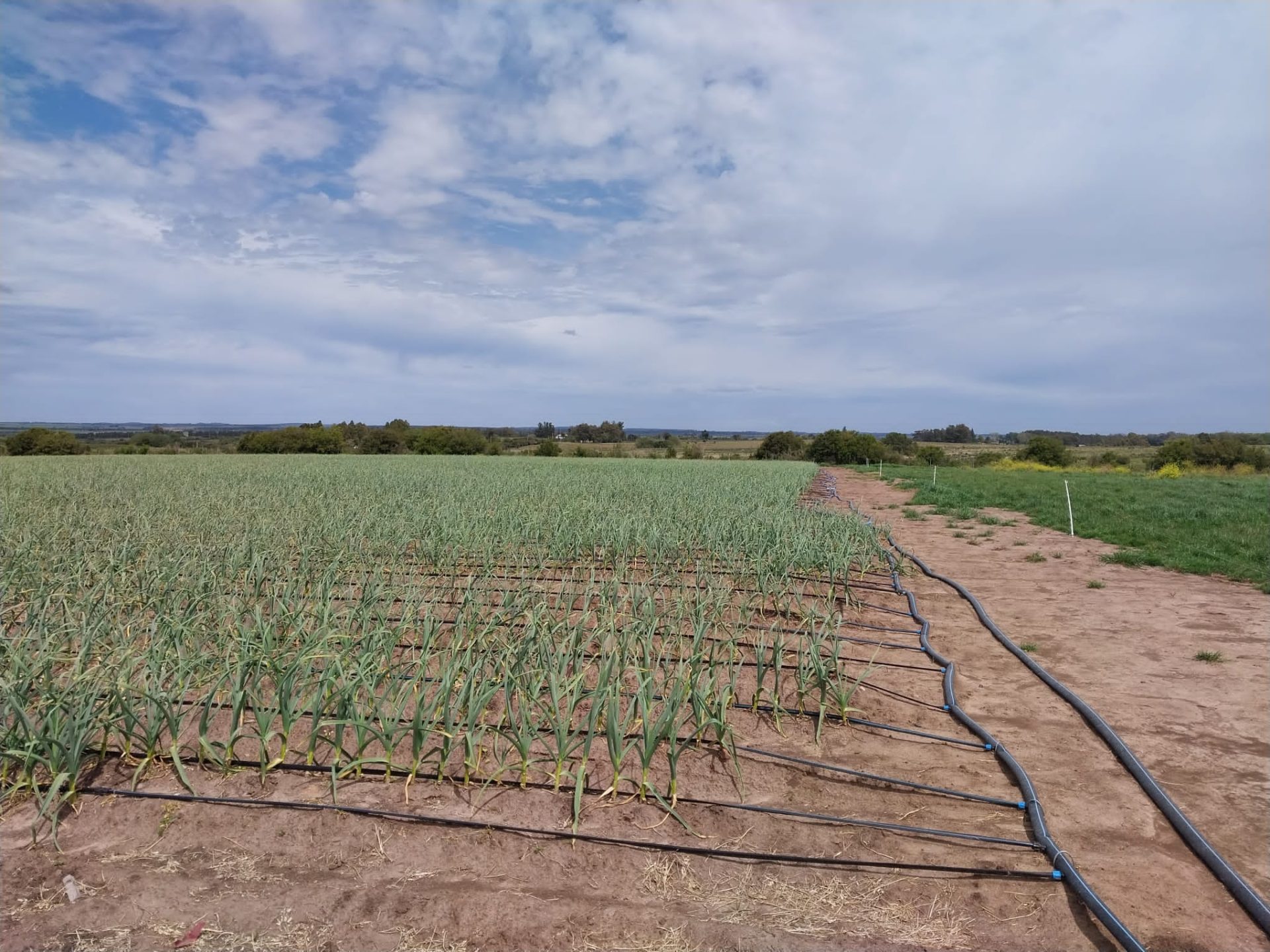 Unique 86 Hectares Farm In Maldonado