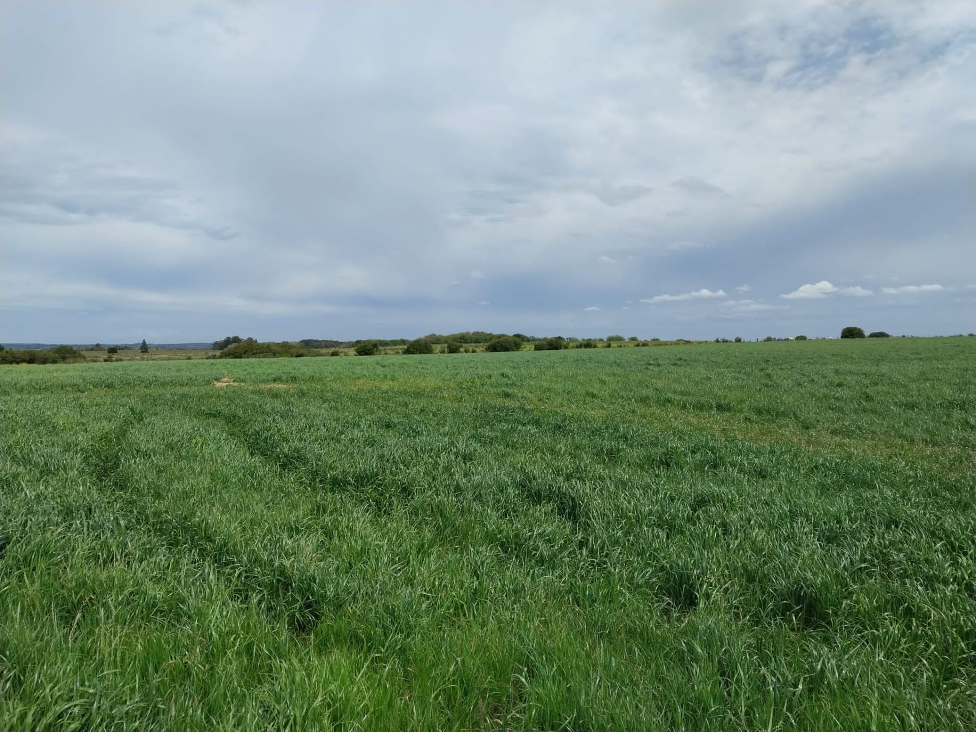 Unique 86 Hectares Farm In Maldonado