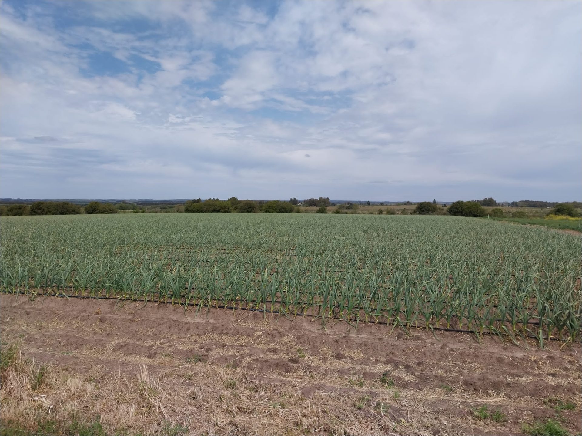 Unique 86 Hectares Farm In Maldonado