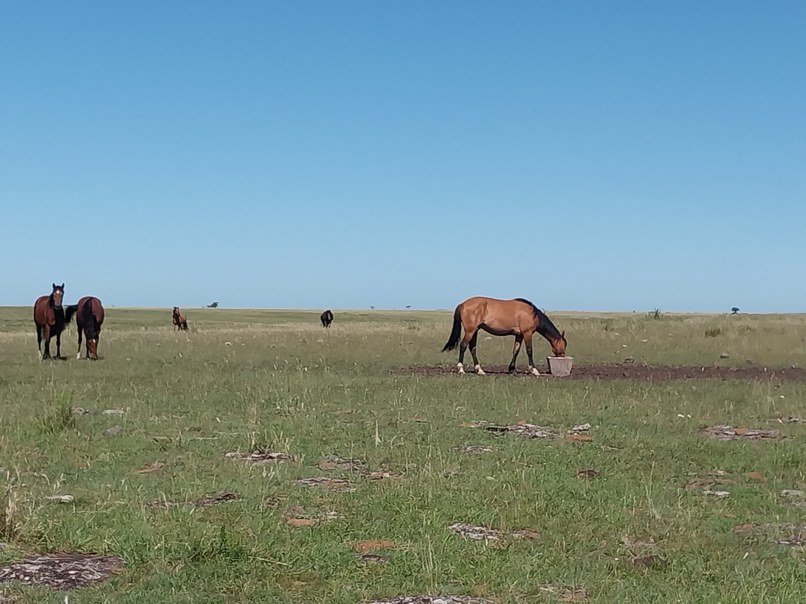 Outstanding 2881 Hectares Grazing Farm • Terramar Farmlands