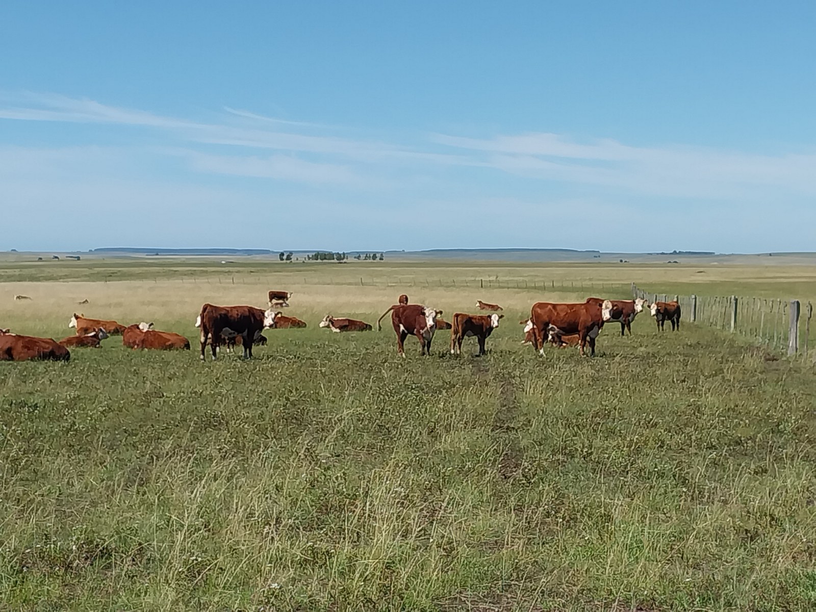 Outstanding 2881 Hectares Grazing Farm • Terramar Farmlands