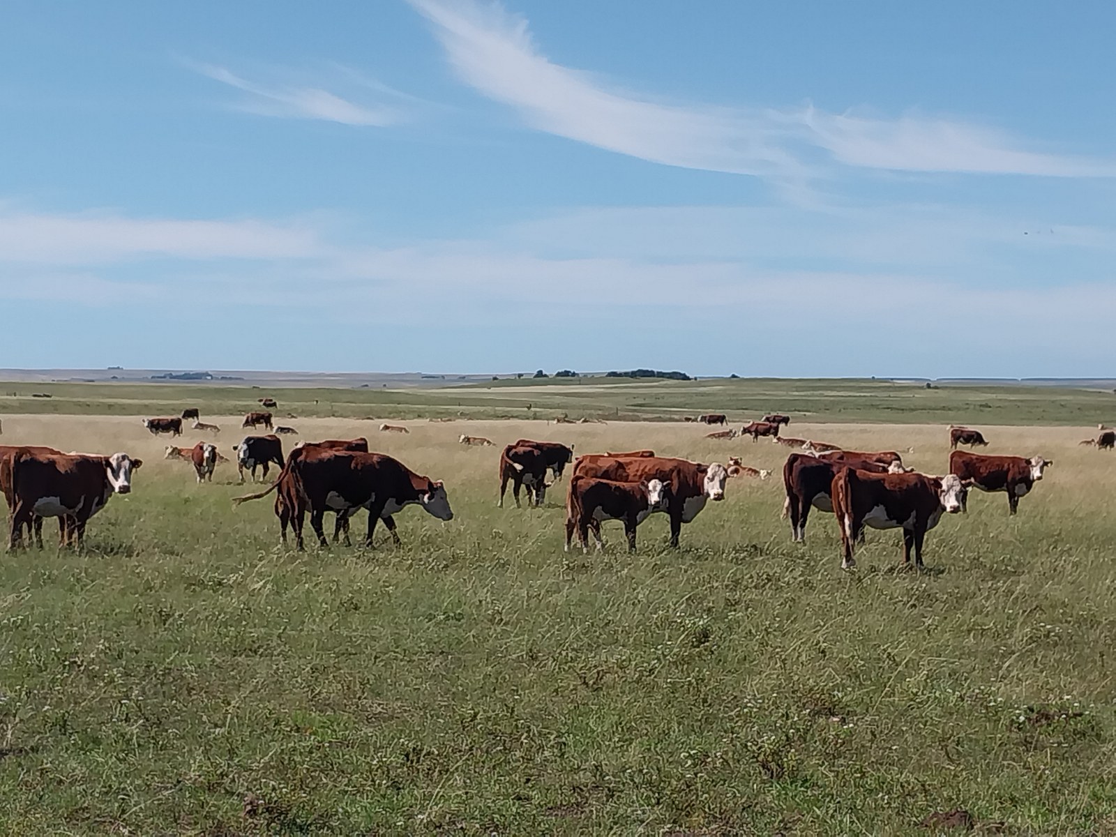 Outstanding 2881 Hectares Grazing Farm • Terramar Farmlands