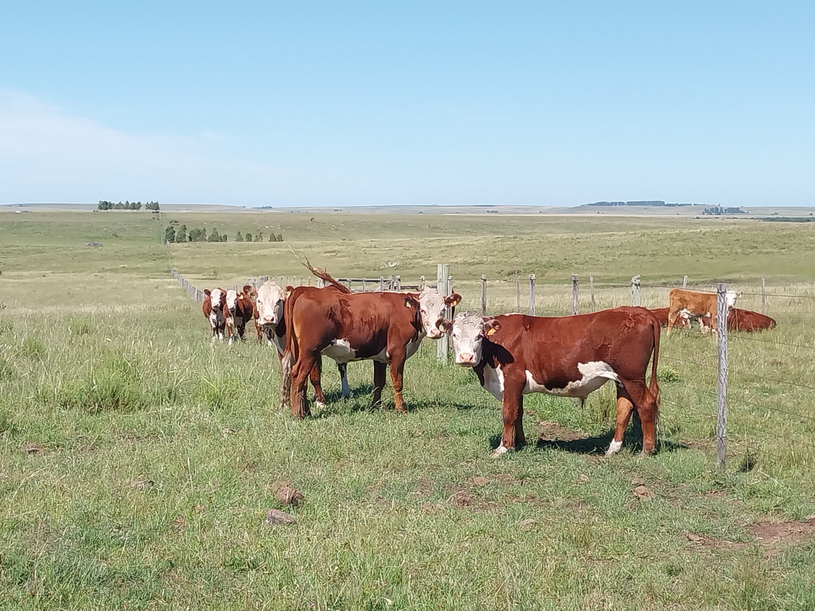 Outstanding 2881 Hectares Grazing Farm • Terramar Farmlands