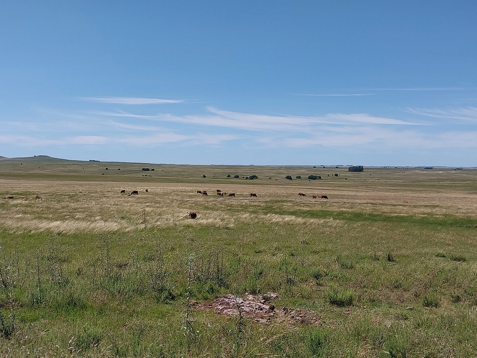 Outstanding 2881 Hectares Grazing Farm • Terramar Farmlands