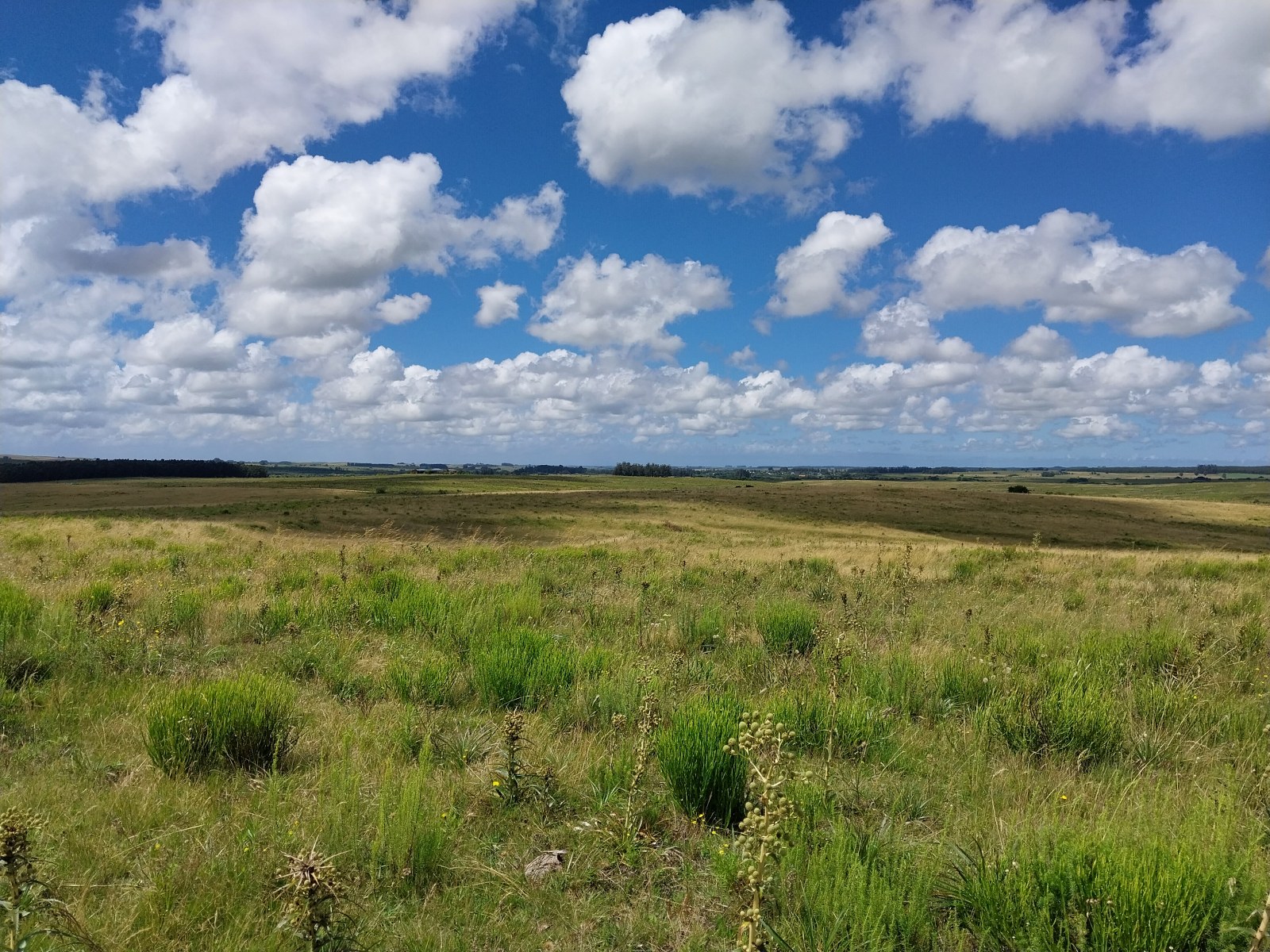 Pueblo Garzon 60 Hectares Farmland