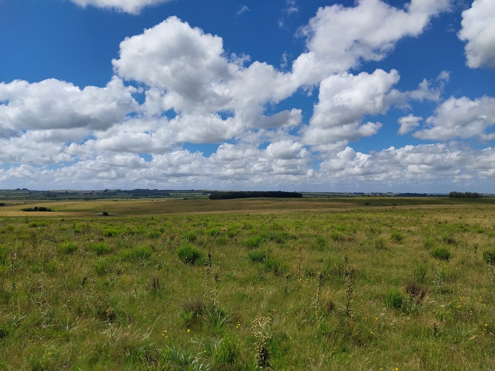 Pueblo Garzon 60 Hectares Farmland