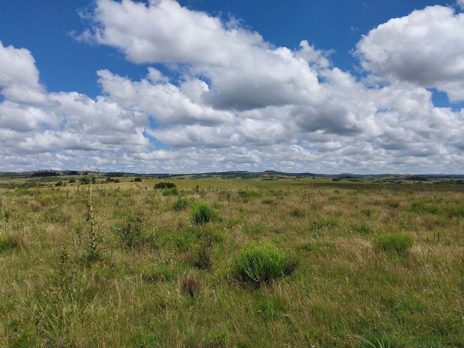 Pueblo Garzon 60 Hectares Farmland