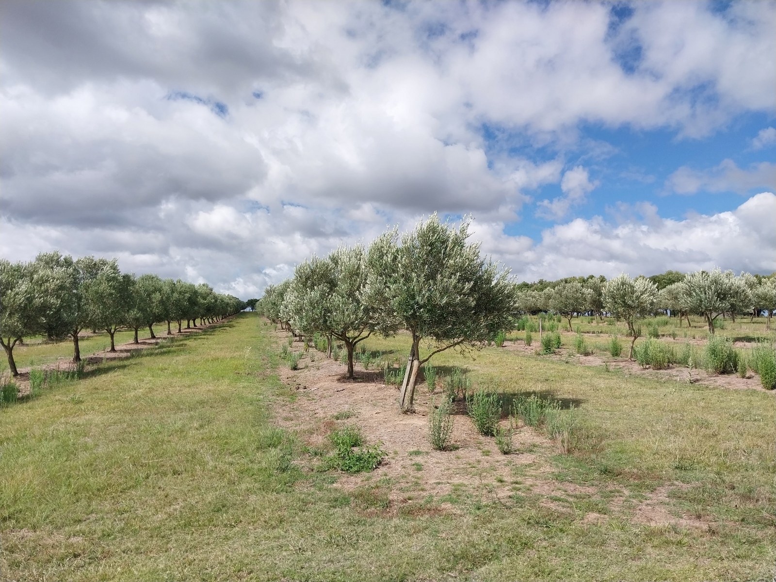 Olive Farm In Garzon 28 Hectares