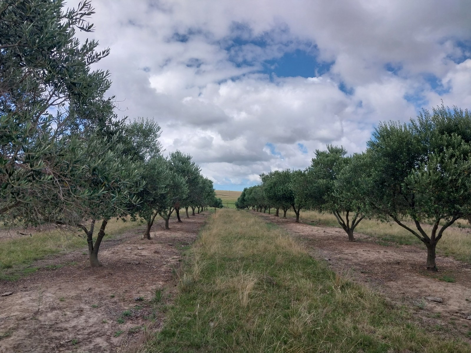 Olive Farm In Garzon 28 Hectares