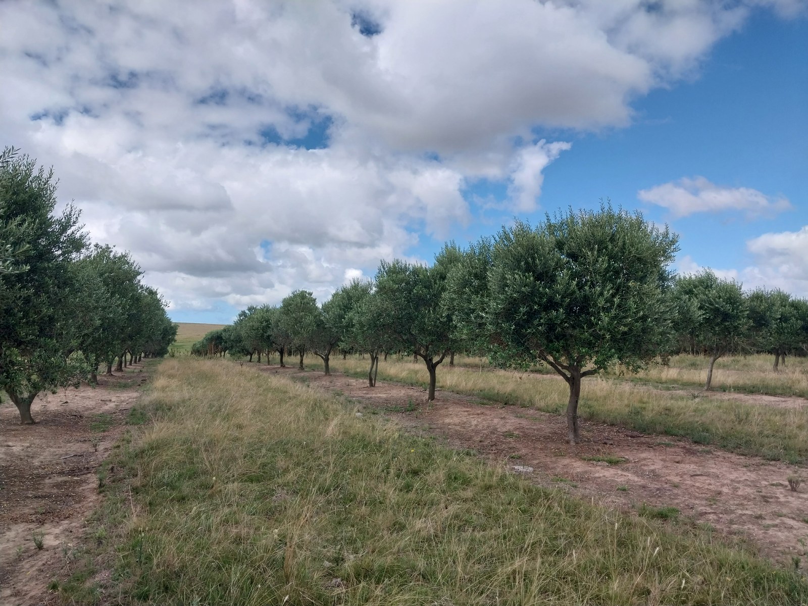 Olive Farm In Garzon 28 Hectares