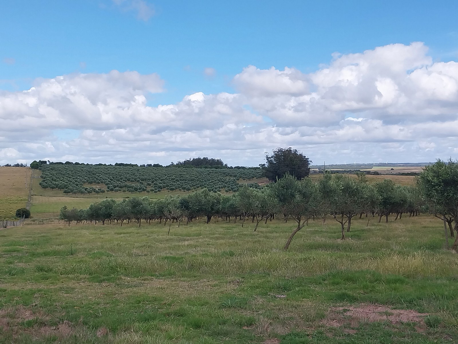 Olive Farm In Garzon 28 Hectares