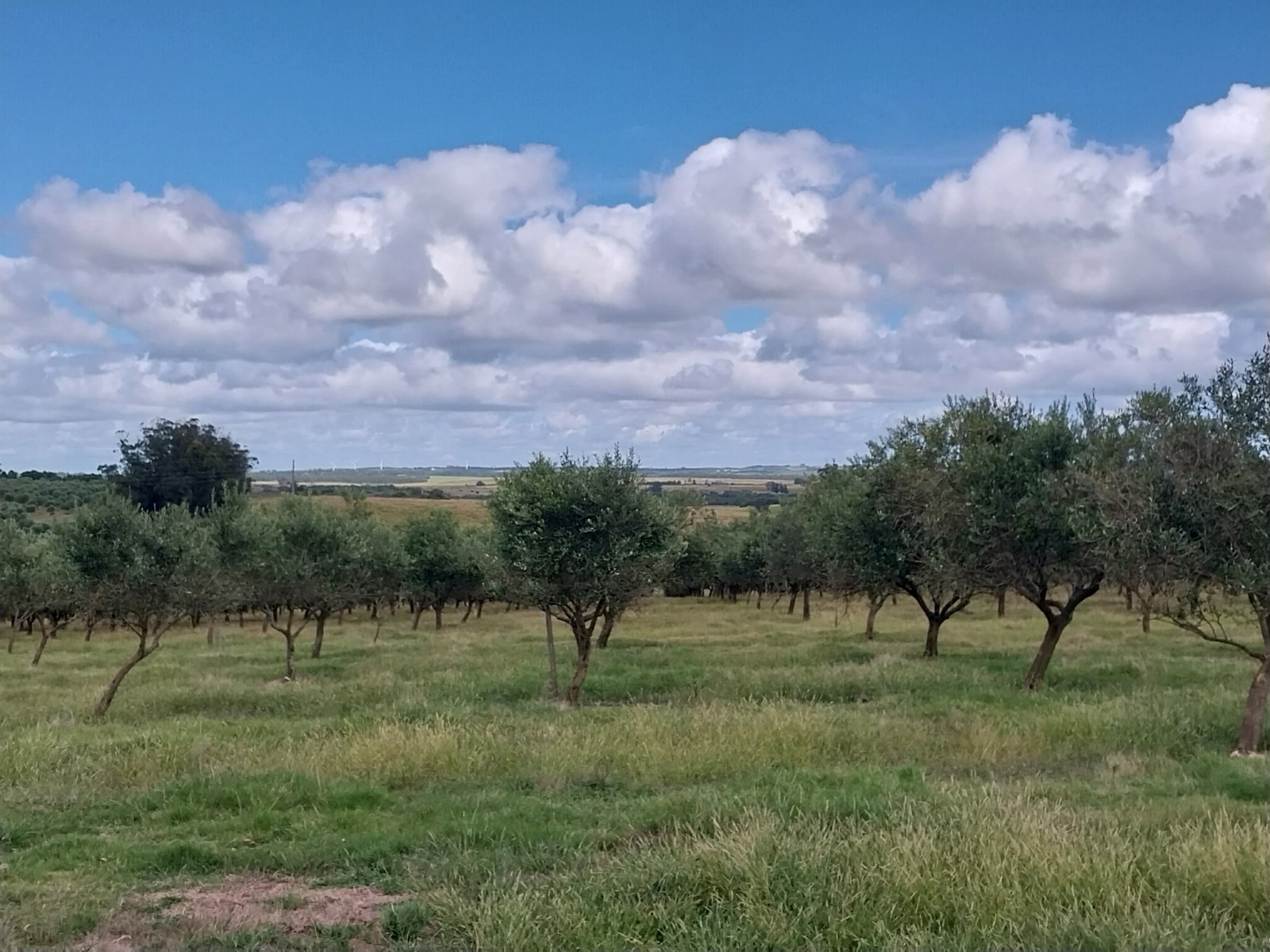 Olive Farm In Garzon 28 Hectares