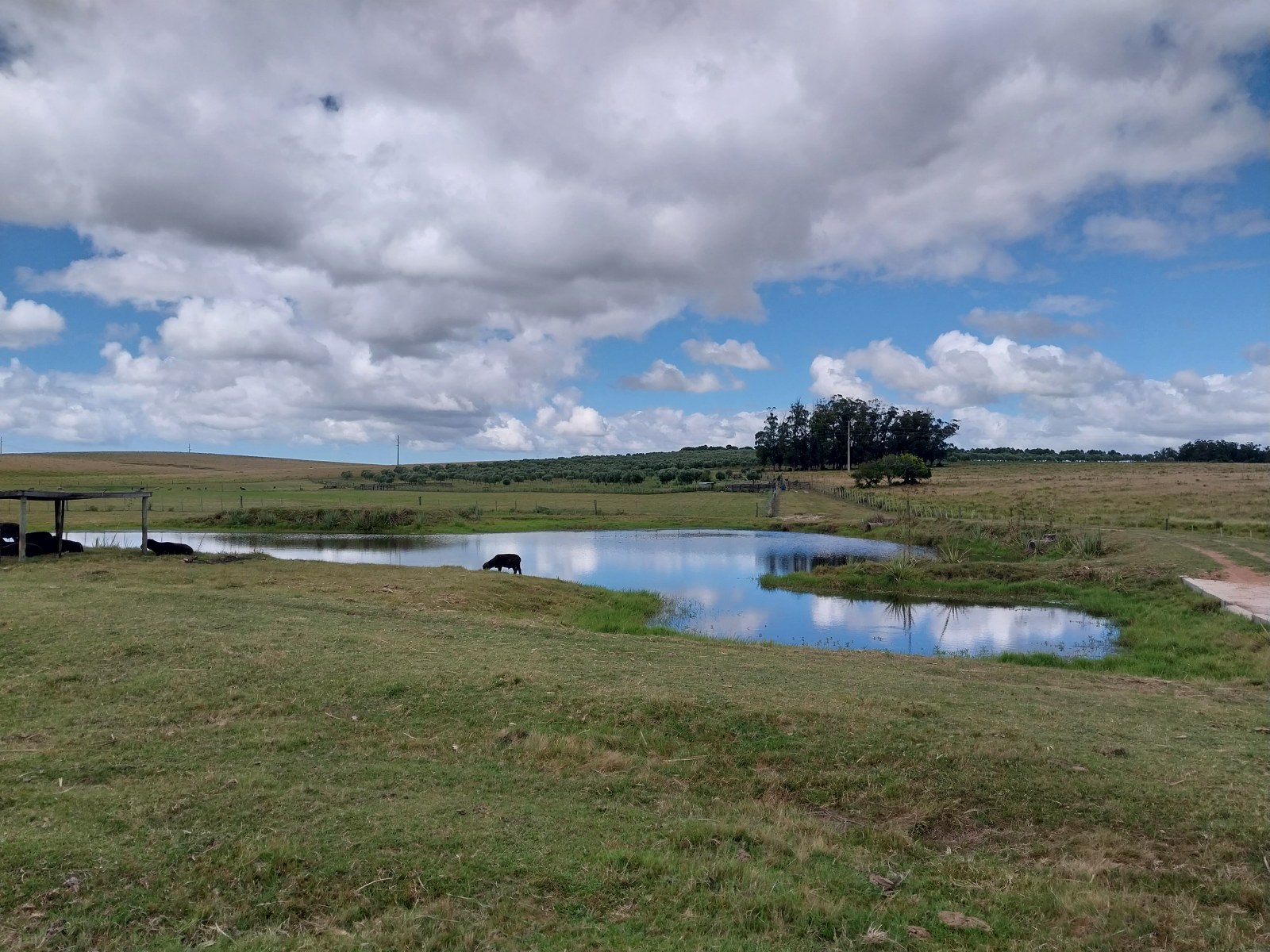 Olive Farm In Garzon 28 Hectares