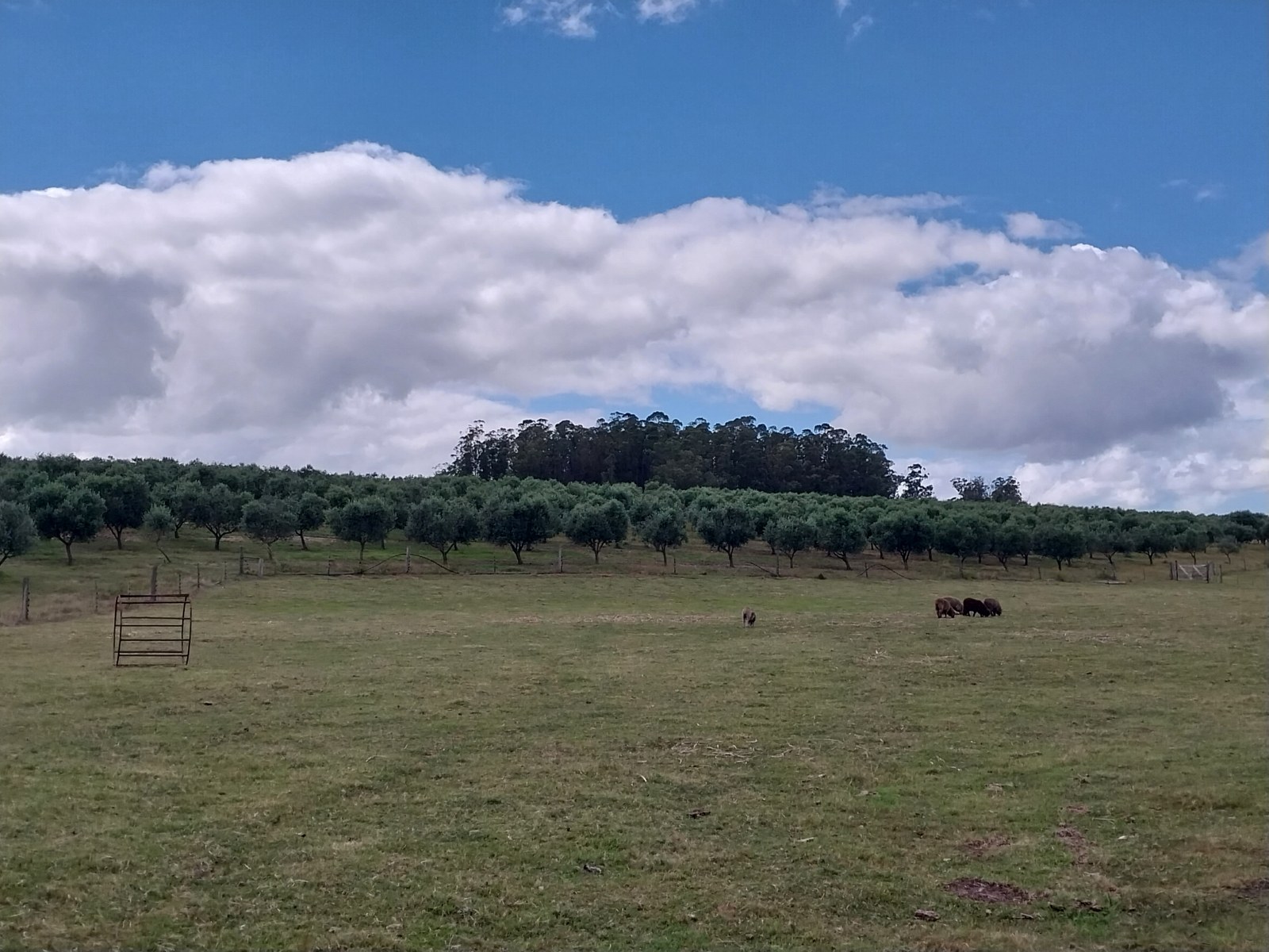 Olive Farm In Garzon 28 Hectares