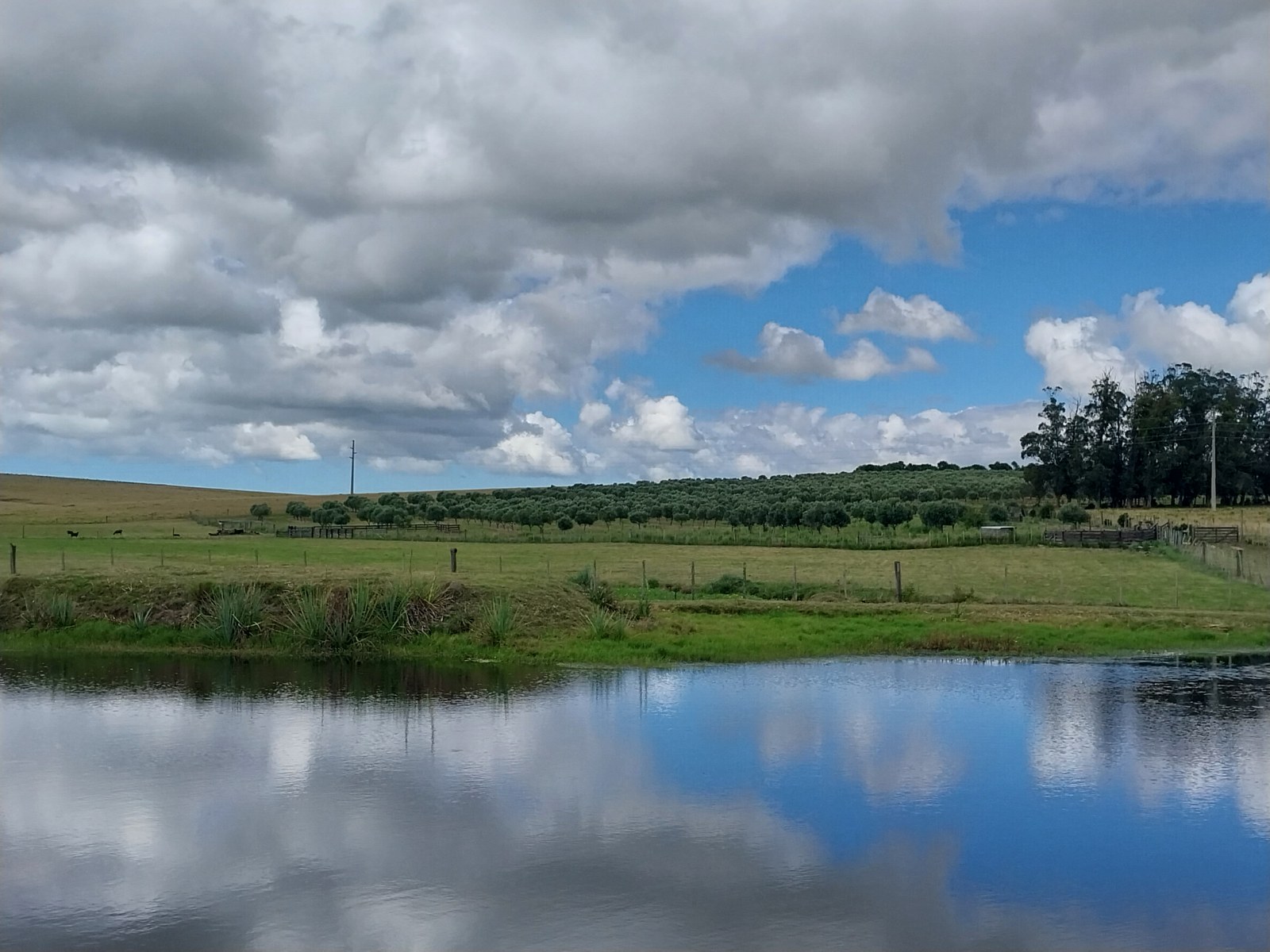 Olive Farm In Garzon 28 Hectares