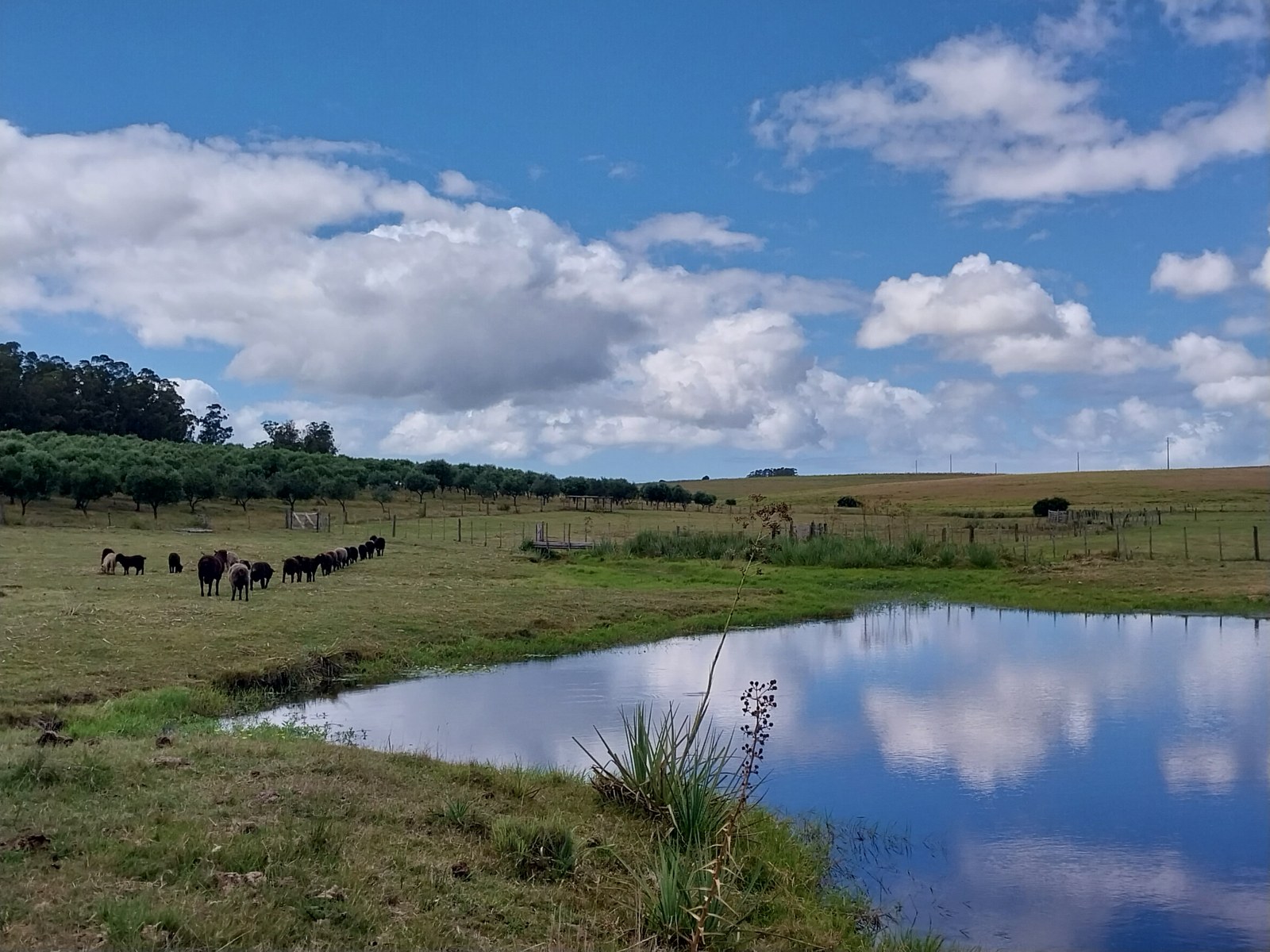 Olive Farm In Garzon 28 Hectares