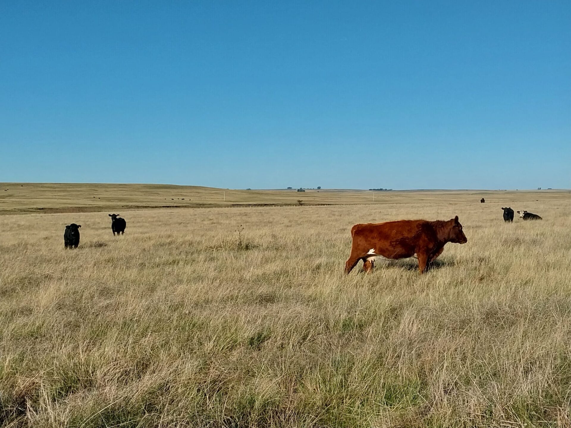 Premium Grazing Farmland 2051 Hectares