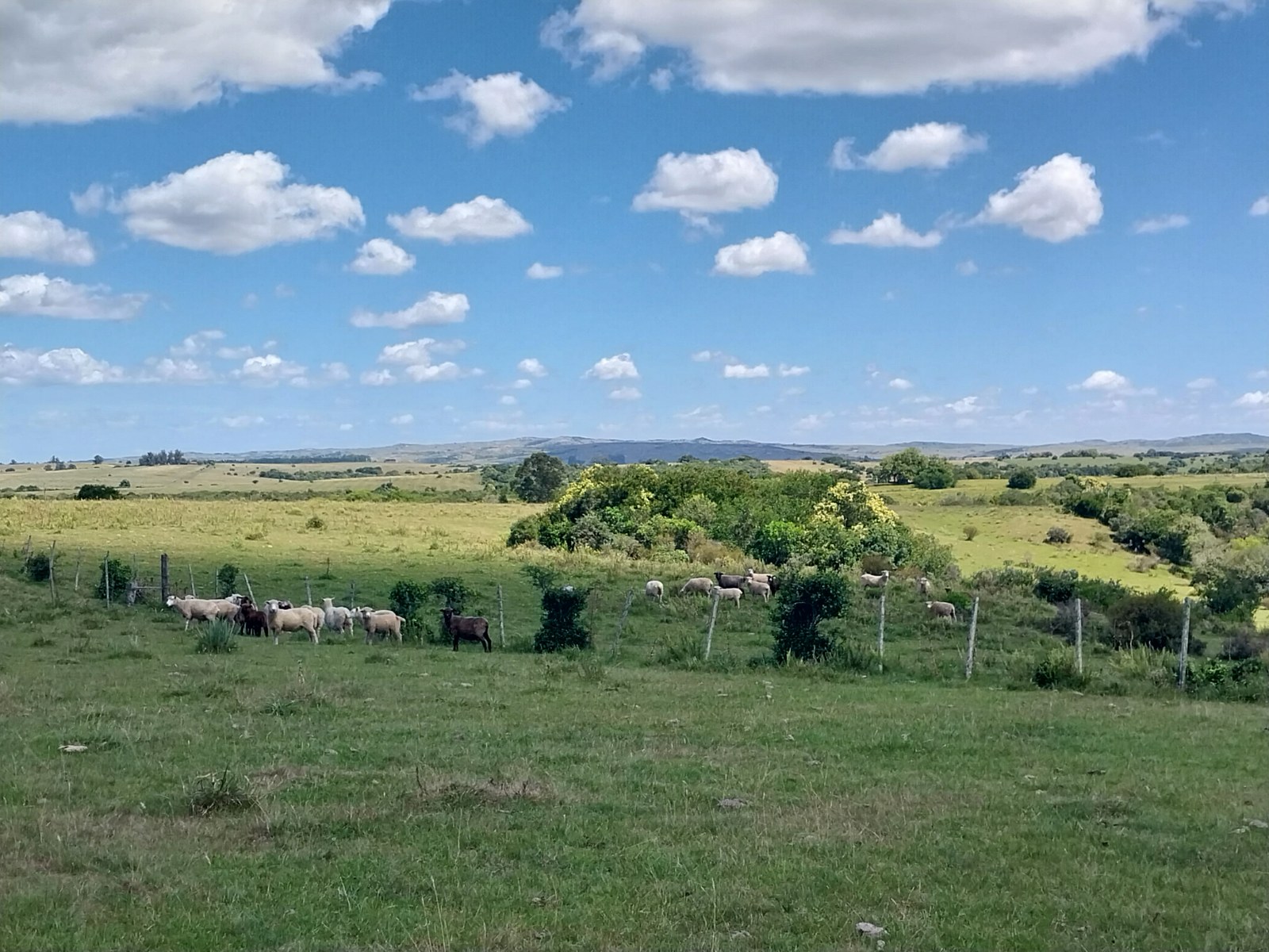 Magnificent 146 Hectares Farm In Jose Ignacio