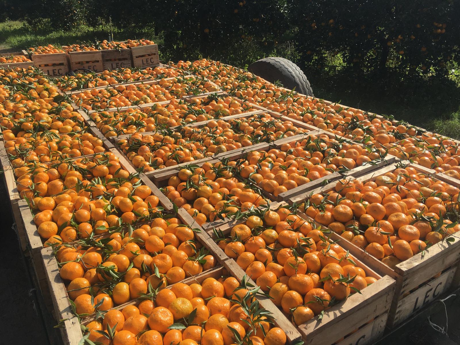 Citrus Orchard 30 Hectares Paysandu