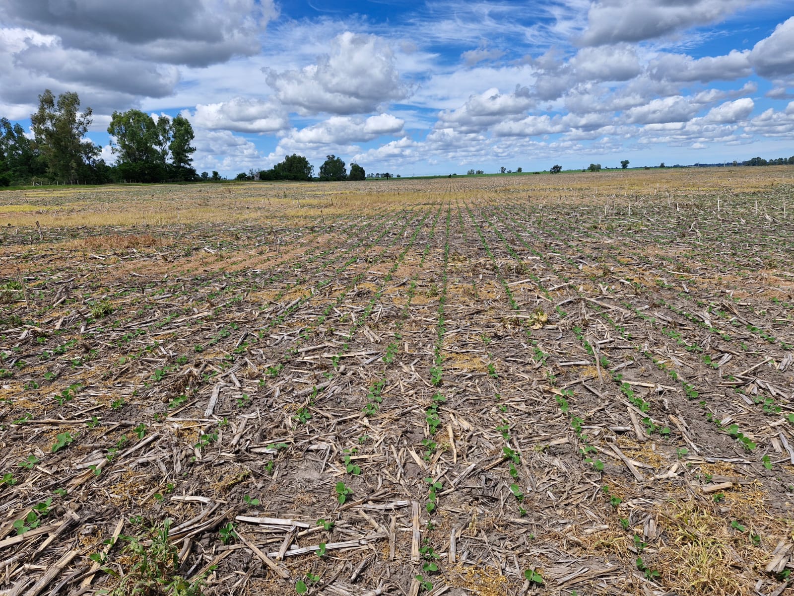 Prime Cropping Farm 2400 Hectares In Rio Negro
