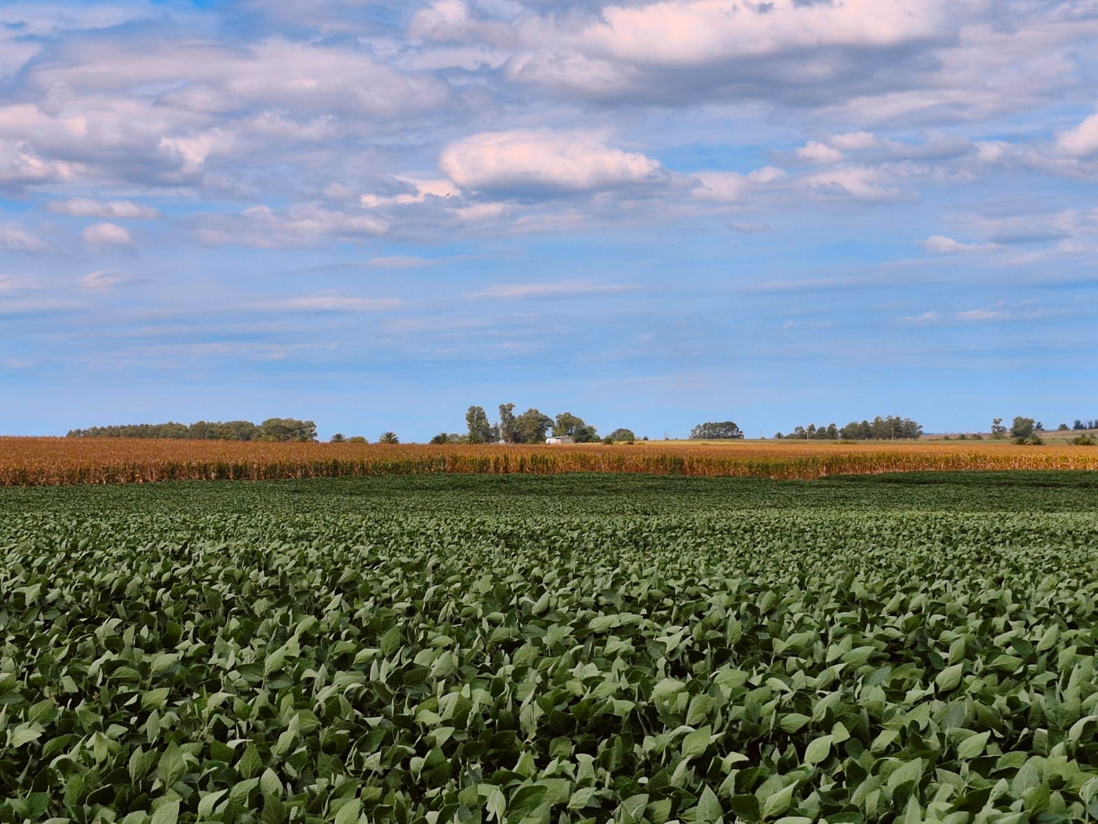 Prime Cropping Farm 2400 Hectares In Rio Negro