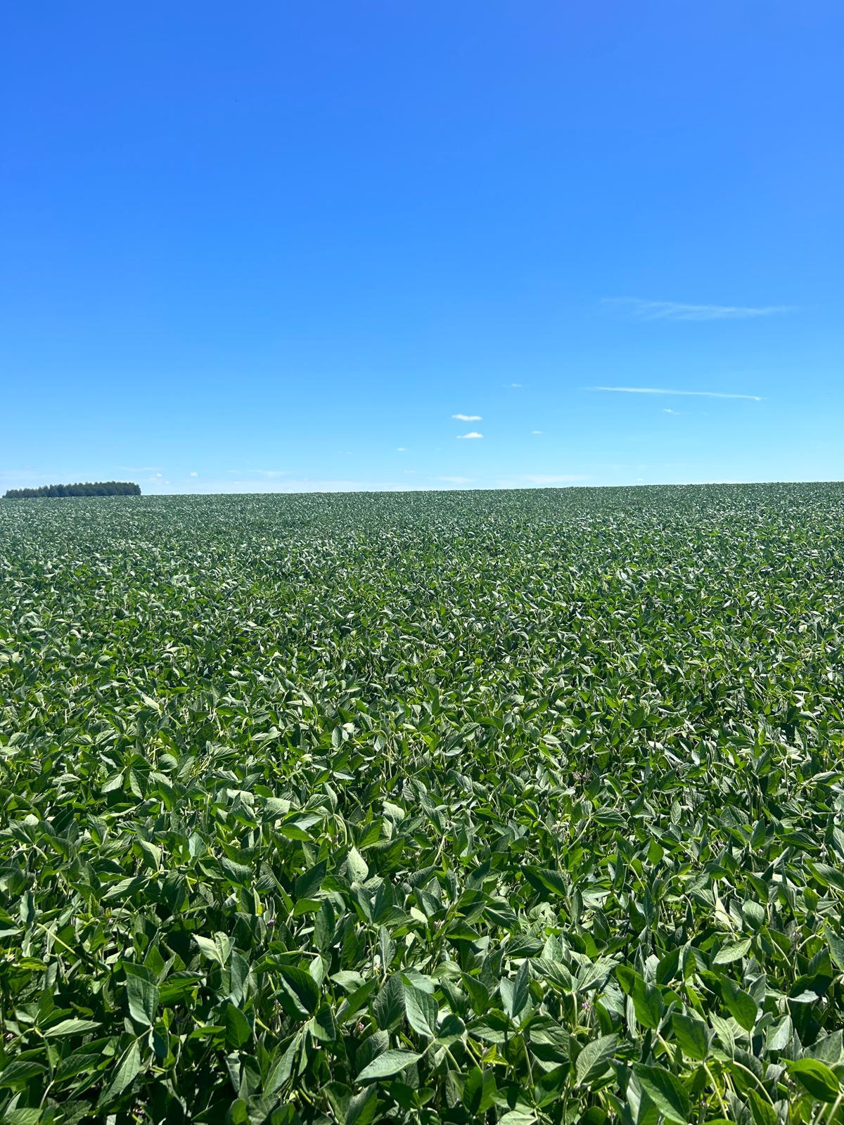 Prime Cropping Farm 2400 Hectares In Rio Negro